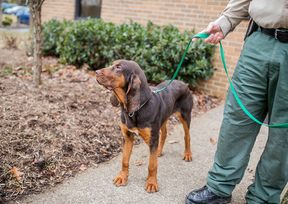 Sniffing out Arson - WV Division of Forestry