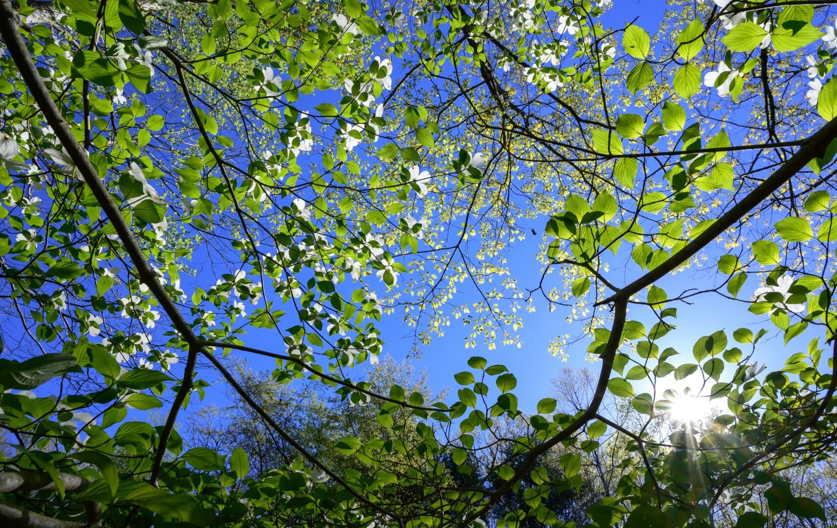 Why Forests Matter - WV Division of Forestry