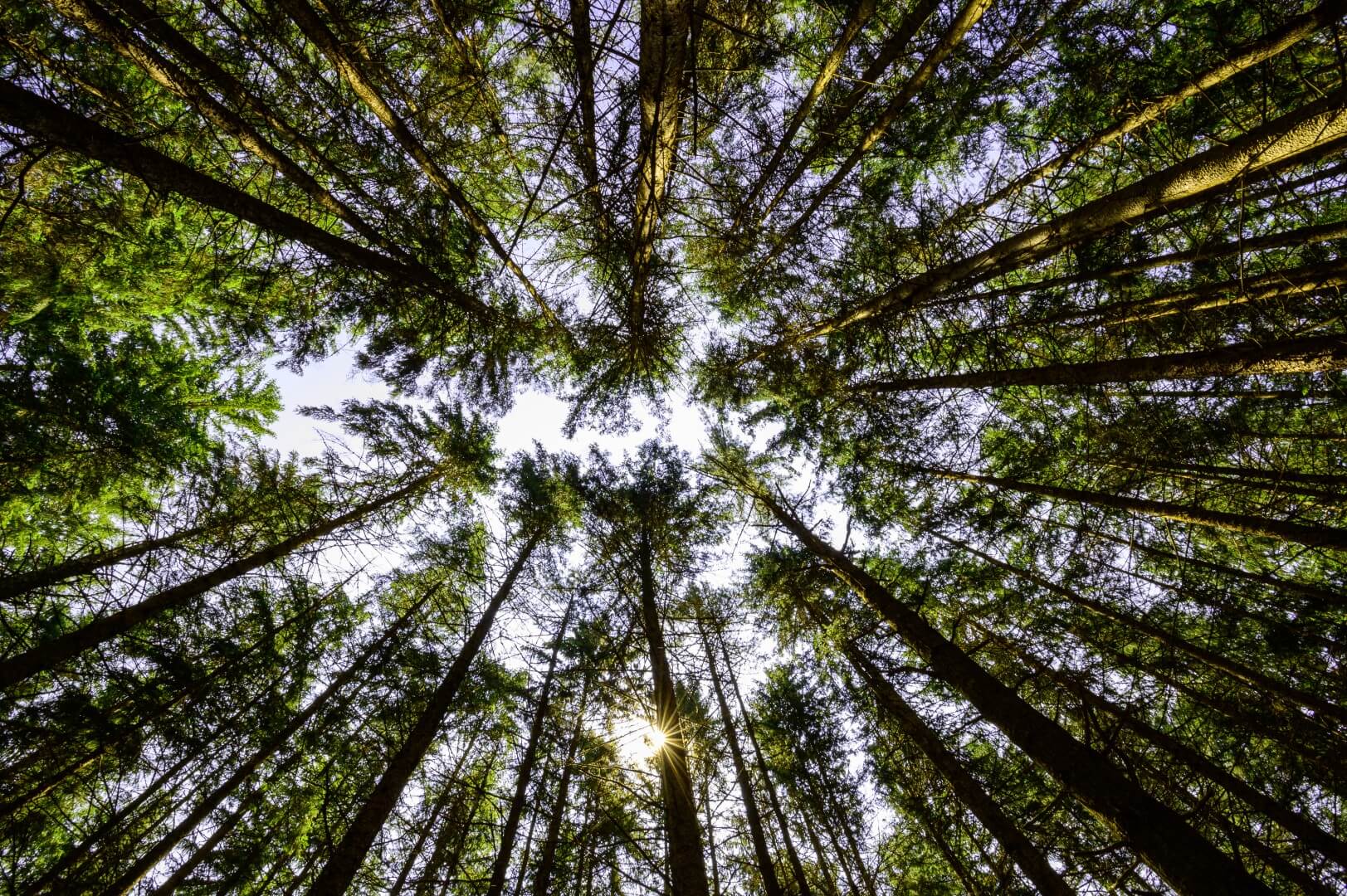 Why Forests Matter - WV Division of Forestry