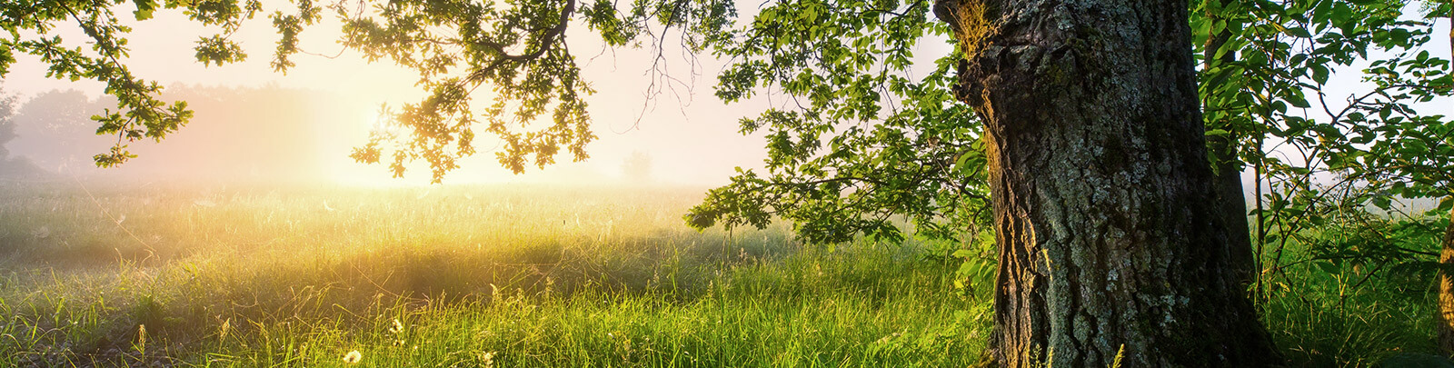How to Measure a Big Tree - WV Division of Forestry