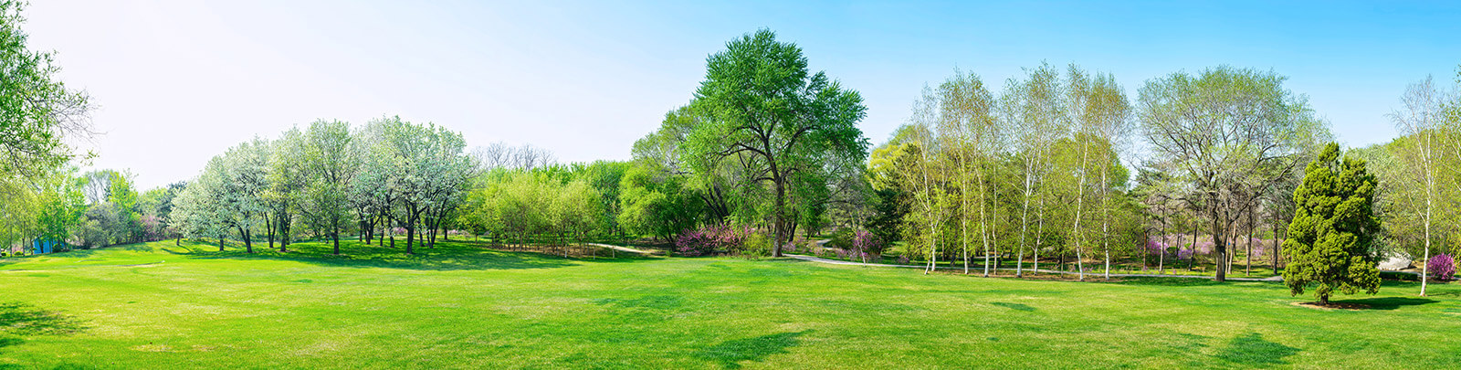 Programs for Tree Protection - WV Division of Forestry