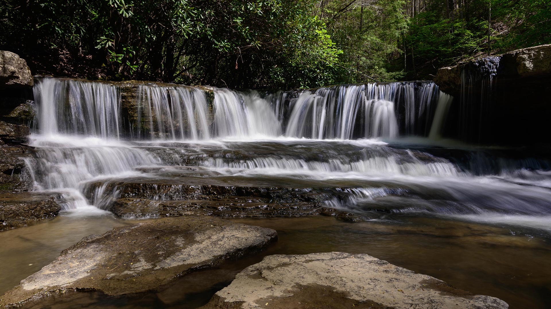 Camp Creek State Forest - WV Division of Forestry