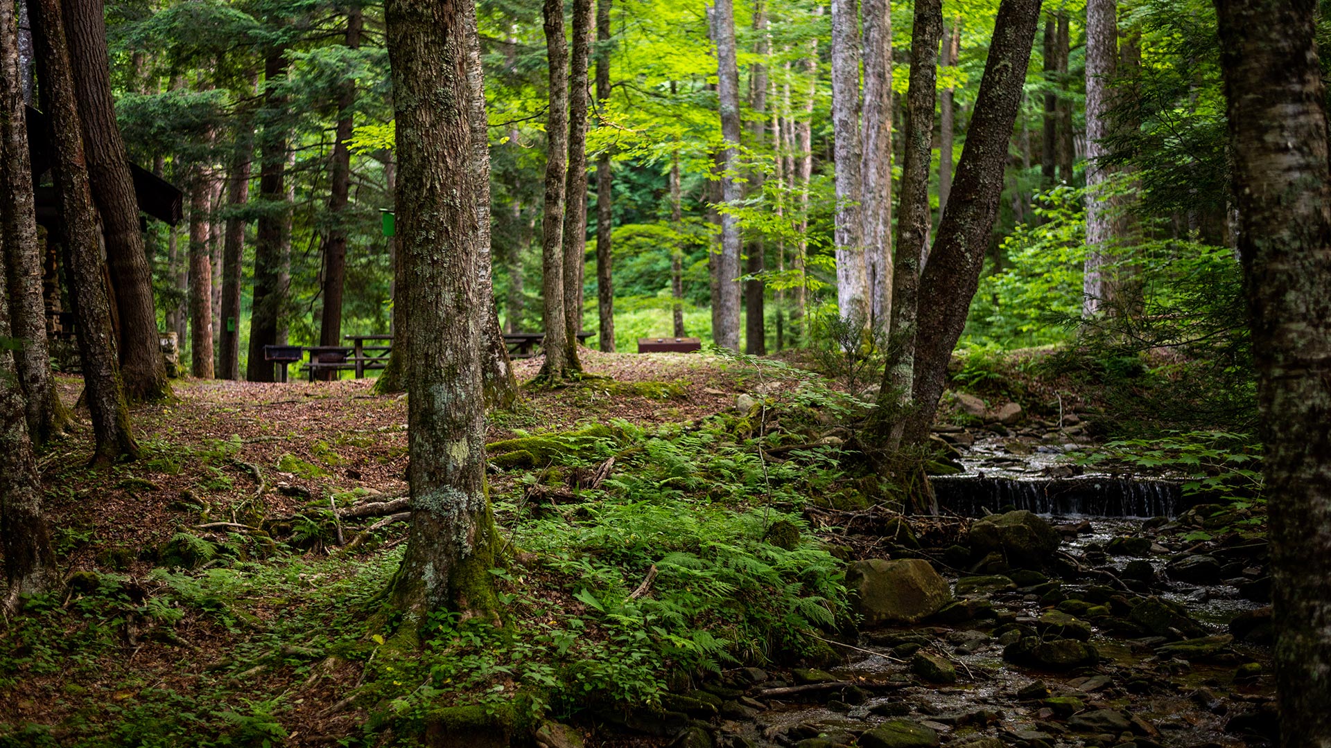 Kumbrabow State Forest - WV Division of Forestry